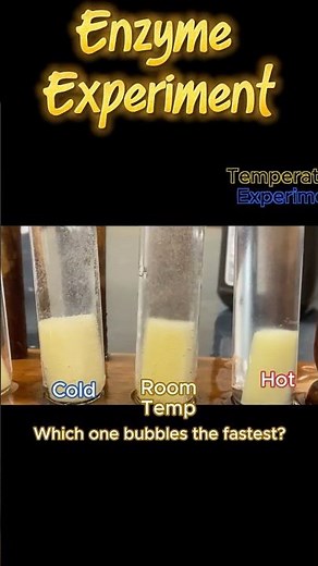 🥔 Enzyme Reactions: Potato Catalase pH & Temp