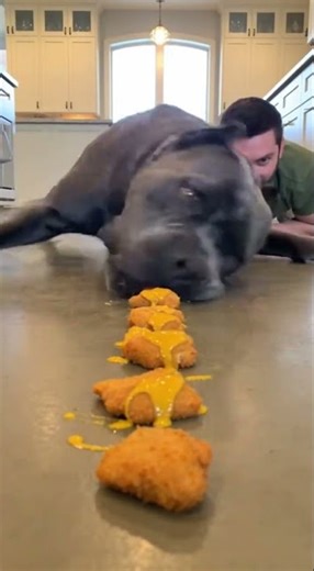 Dog vs Human: chicken Piece Race #foodchallenge #viral