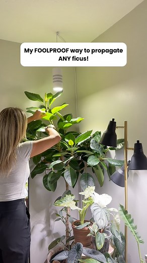 The easiest way to propagate ficus! Key tips: Keep water in the reservoir, the perlite will soak it up as needed LIGHT IS KEY - lots of bright direct light either from a south or west window or grow lights Comment ‘ficus’ for links to everything I used! Do you own a ficus? | House Plant