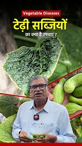 1.4M views · 24K reactions | Vegetable distortions, often mistaken...