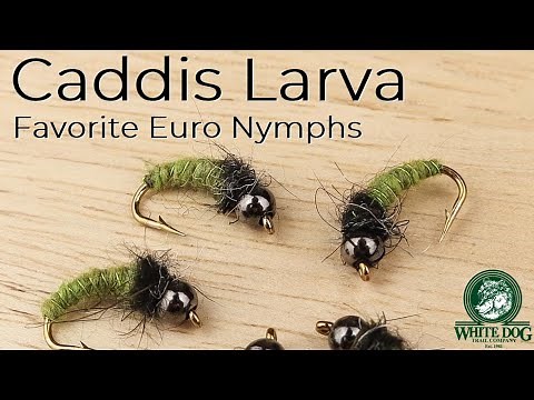Caddis Larva Euro Nymph - Favorite Euro Nymphs - Fly Tying
