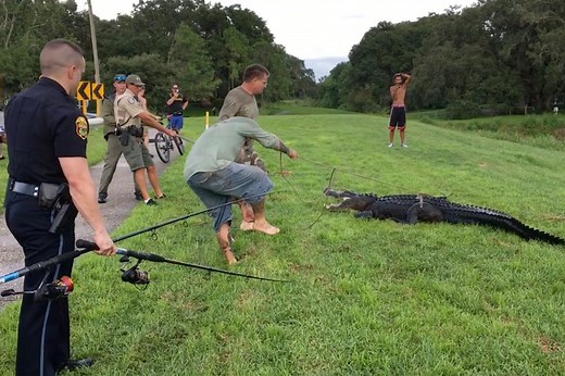 Alligator known as 'Fat Daddy' attacks man retrieving disc golfs