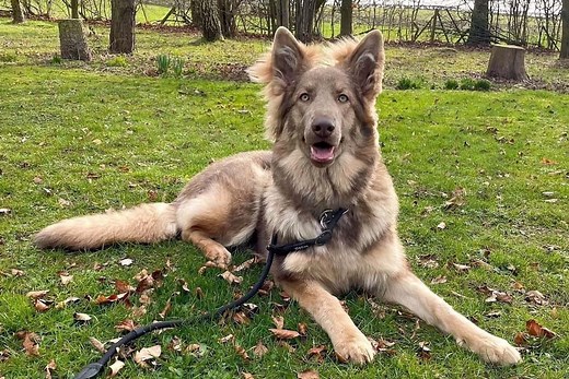 Isabella German Shepherd: Facts, Traits & More (With Pictures)