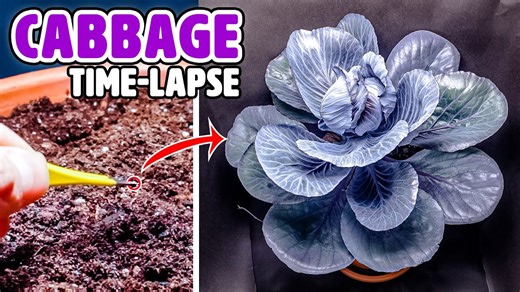 Growing red cabbage from seed to harvest (95 days time lapse)