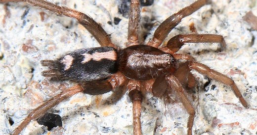 Parson Spider: Identification, Facts, & Pictures | Beyond The Treat