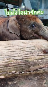 18K views · 1.3K reactions | #สาวตาโตมาแล้วจ้า #แสนซนฝนริน #คนรักช้าง #ช้างน้อย #สัตว์โลก #nature #fullmoon #cute #AI #babyelephant #reelsสร้างรายได้ | Mtree Sangsai | Facebook