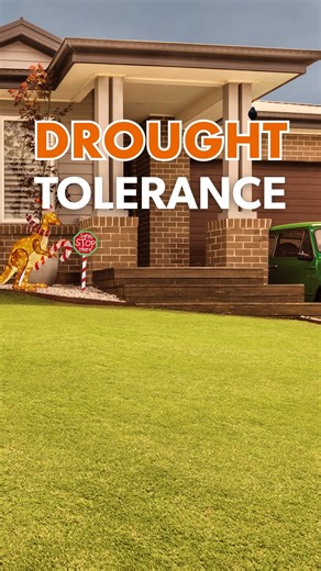 Choose ‘The Smart Grass’ for your new lawn 𝗧𝗶𝗳𝗧𝘂𝗳 𝗛𝘆𝗯𝗿𝗶𝗱 𝗕𝗲𝗿𝗺𝘂𝗱𝗮 ✅ TifTuf is the first grass in the world to be Smart Drop Certified for drought tolerance. ✅ TifTuf is extremely hard wearing and a great option for pets and kids. ✅ TifTuf is the most researched grass in the world and was selected as the best performer out of 75,000 other strains. Choose the smart grass! Get TifTuf. Exclusively from Lawn Solutions Australia | Lawn Solutions Australia