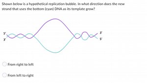 Shown below is a hypothetical replication bubble. In what direc... | Filo