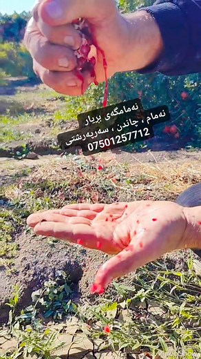 باخی وەستا وریای ئاو و ئاوەڕۆ ، بە نەمام و سەرپەرشتی کردنی ئێمە . پێش ساڵێک و 6 مانگ نەماممان پێیدا ، ئەوە بەرهەمەکەیەتی دوای ساڵێک و 6 مانگ. نەمامگەی بڕیار 07501257712 07503835497 چوارقوڕنە سەر جووت سایدی چوارقوڕنە سلێمانی نزیک سەیتەرەی قەمتەران نێوان کانی ماران و سەیتەرە. . | بڕیار خۆشناو بۆ نەمام و چاندن، bryar khoshnaw, للمشتل و الغرس