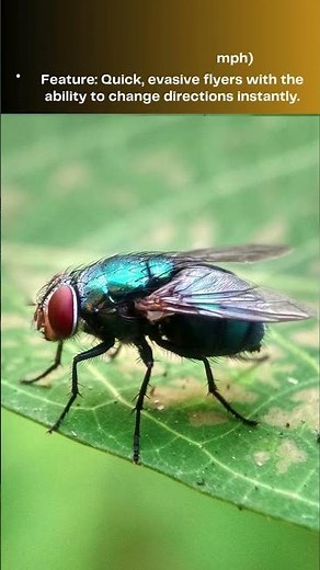 Top 10 fastest flying insects
