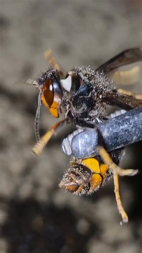 Insect Wars on Instagram: "Ant Colony Claims the Predator #InsectWars"