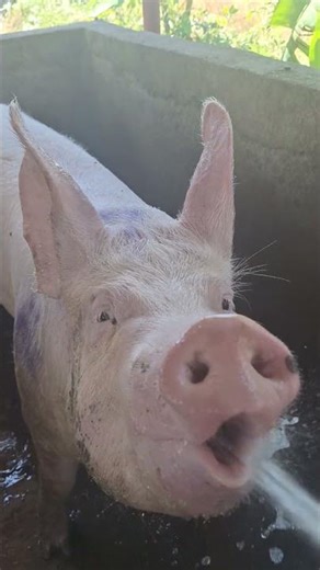 ASMR #viralvideos #piggiesfun