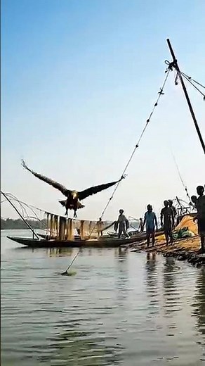 How to Make Bird Trap in Jungle | Simple Eagle Trap | Easy Bird Trap DIY |Smart Bird Trapping#shorts