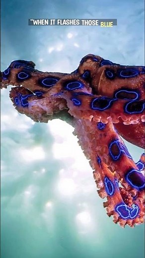 Why Is the Blue Ringed Octopus So Dangerous? | Blue Ringed Octopus Facts | Deadliest Sea Creature.