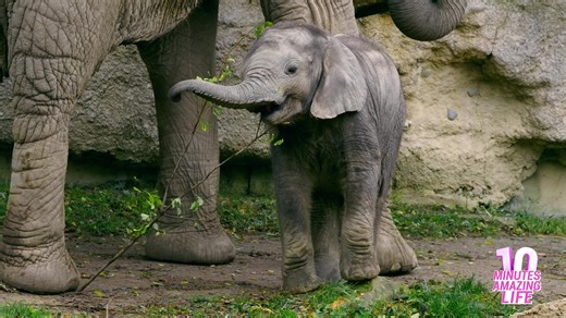 African elephant calf testing its trunk for the first time