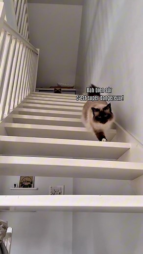 94K views · 1.9K reactions | Voilà pour ceux qui me demandent comment ça se passe avec le mini Humain, 16 mois et toujours une bonne distance de sécurité Mais quand il les aperçoit c’est tout de suite la folie ...#sacredebirmanie #cute #cat #chat #funny #humour #lechartel | Pablito & Rodrigo | Facebook