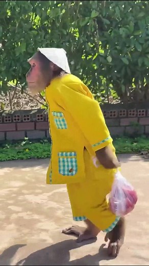 It's quite funny! CUTIS and infant monkeys are determined to guard a large piece of meat, and the ending.. #Monkey #Orange #monkeyLala #Monkeykaka #Cubismonkey #expore #trending #monkeyBibi #monkeyCUTIS | CUTIS Watch