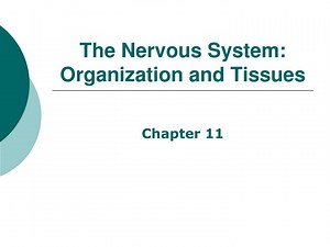 The Nervous System: Organization and Tissues - SlideServe