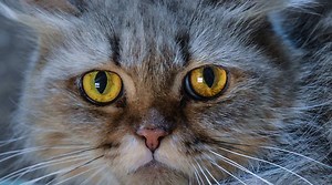 Once i saw Leonardo Dalessandri masterpiece watchtower turkey video i really wanted to do the same for my country Egypt even if it is 40% perfection of Leonardo's video so i have been working on this video for almost a year ! and i traveled to the most famous cities in Egypt (Cairo - Alexandrie - Luxour - Sinai - Portsaid ) and here is the result :") hope you like it guys ده الفيديو اللي كنت شغال عليه بقالي يجي سنة و مكنتش بفكر في أي حاجة أو شايل همها غير الفيديو ده خوفا من إني معرفش أعمله بس ال