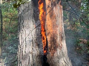 Newton Firefighters Put Out Brush Fire Near Wells Avenue