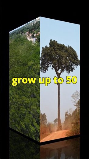 🌳 The Giants of the Amazon | Brazil Nut Trees That Live Over 500 Years!