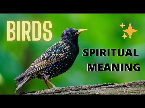 BIRDS SYMBOLISM 🐤🐤 - The Spiritual Meaning of Birds