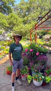 Braided Hibiscus. These thingys are rad tad. #hibiscus #plantfinds #atxplant #austin #coolplants #flowers | The Great Outdoors
