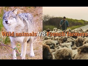 Wolves and bears vs farmers - France's ongoing environmental debate