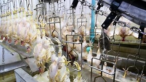 Chicken processing line at poultry farm. Chicken meat production line