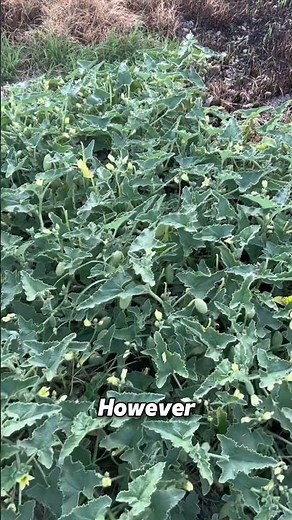 Squirting Cucumber: Nature’s Explosive Seed Launcher