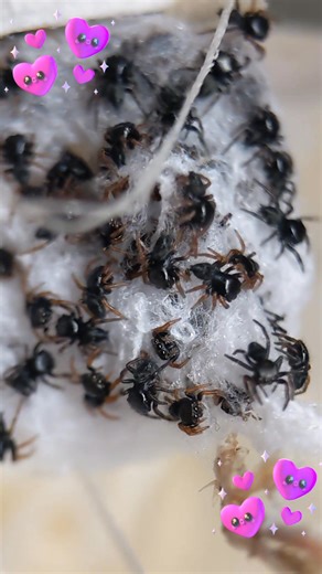8.4K views · 272 reactions | 勺 A new Morning and a new baby boom 殺 Hope this makes you smile. These are about 1-2mm big at i2, where they are just starting to leave the nest. Mum still stays with them here, and when they start emerging fully they will go back to their nest for a few nights before finally going on their way on. Phidippus Regius Bahamas, coming out for a drink 勺 | Home Farm Phids - Cornwall Jumping Spiders - UK | Facebook