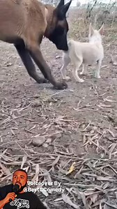 5.4K reactions · 150 comments | *fam request* somebody get him a table, a footstool or something  -#voiceover #comedy #temu Disclaimer: No Copyright infringement intended. All rights and credits reserved for perspective owners. DM for credit or removal @bertccomedy | Comedian Bert Cornielius | Facebook