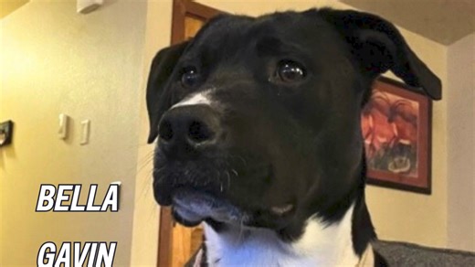 3.5K views · 82 reactions | Celebrating the dogs who stand by us every day, bringing loyalty, comfort, and companionship. Happy National Dog Day! #GJPD #servingGJ | Grand Junction Police Department | Facebook