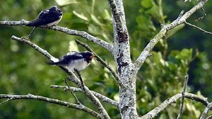 Birds, Tree, Branches. Free Stock Video