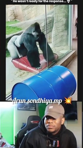 This video shows a silverback gorilla displaying a classic dominance and strength posture,