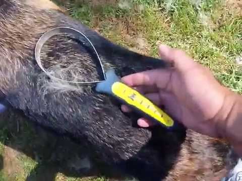 Shedding Blade on German Shepherd