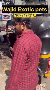 Persian Kitten #catphoto #cattoys #cattreehouse #catofinstagram #kittycat #kittens #kitten #kitty #reelviral #reelsinstagram #trending #trend #instagram #instadaily #explore #pets #mumbai | Sajid Shaikh