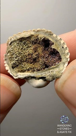 Ancient Bivalve Fossil with Chalcopyrite | Indonesian Mineralized Fossil Sea Shell
