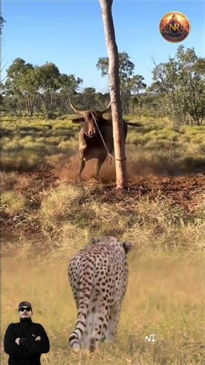 😱 Sapi Ngamuk Mencoba Melepaskan Ikatannya‼️Macan Tutup Waspada