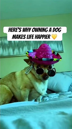 Why You Need a Dog Immediately 🥺💛 #dogs #funnyvideos