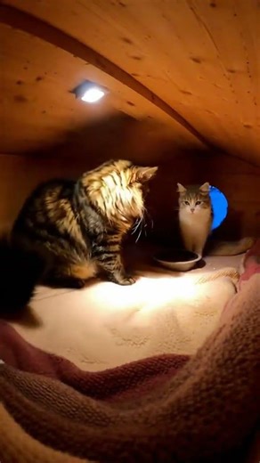 Two Cats, One Shelter and a Gentle Night