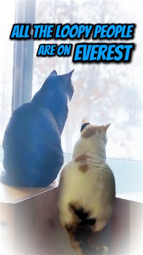 manic pixie cat lady | Calvin was doing a lot of research on snow and blizzards for a while there, and eventually it led him to learn about Mount Everest and,... | Instagram