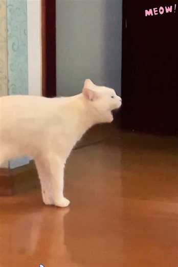 When the Cat Thought No One Was Home