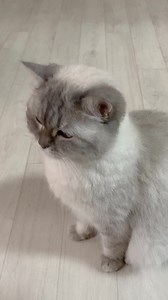 Cats Crocs = purrfect combination 😻 | Crocs