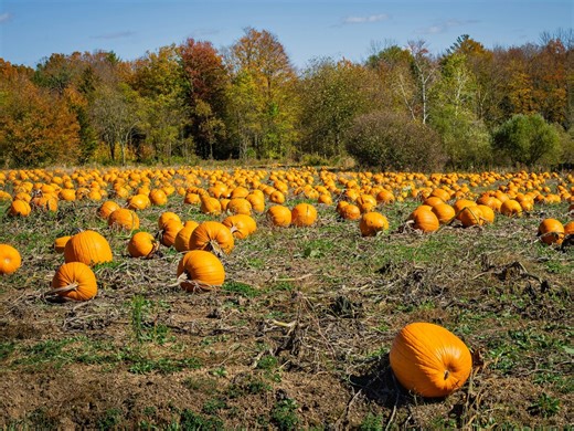 Fall Landscape Photography. Pumpkin Patch. Wisconsin Autumn Landscape Print (digital Download). - Etsy