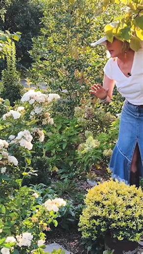 2.3K views · 34 reactions | @potagerblog is giving her garden that golden glow  Adding plants for evergreen structure that isn’t just for boxwoods anymore! These chartreuse pops pair perfectly with her Lemon Lane for year-round color + texture  | Southern Living Plant Collection | Facebook