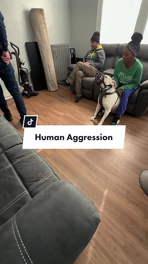 “Can you help my 90 lbs American Bulldog with human aggression?” -Absolutely. Follow and stay tuned for Koby’s transformation as he and his owners work their way through our Behavior Modification Program. If your dog is struggling with aggression we can give you hope. Real help is here. Call us at (216) 644-4141 or click on the 🔗 in our bio. #superbowl #superbowlsunday #sblvii #football #cleveland #clevelandgram #dog #dogs #dogsofinstagram #dogtraining #dogtrainer #pet #petsofinstagram