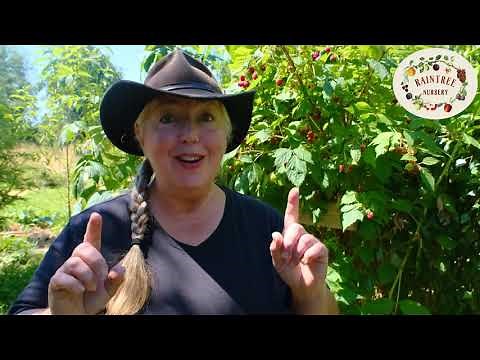 Raintree Nursery's Raspberry Growing Guide