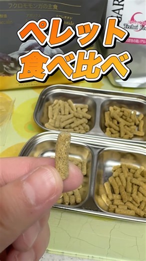 Tasting comparison of 4 different types of pellets #SugarGlider #MyLifeWithSugarGlider #SugarGlid...