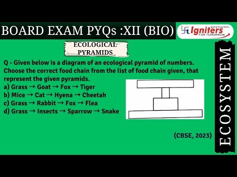 Given below is a diagram of an ecological pyramid of numbers. Choose the correct food chain from....